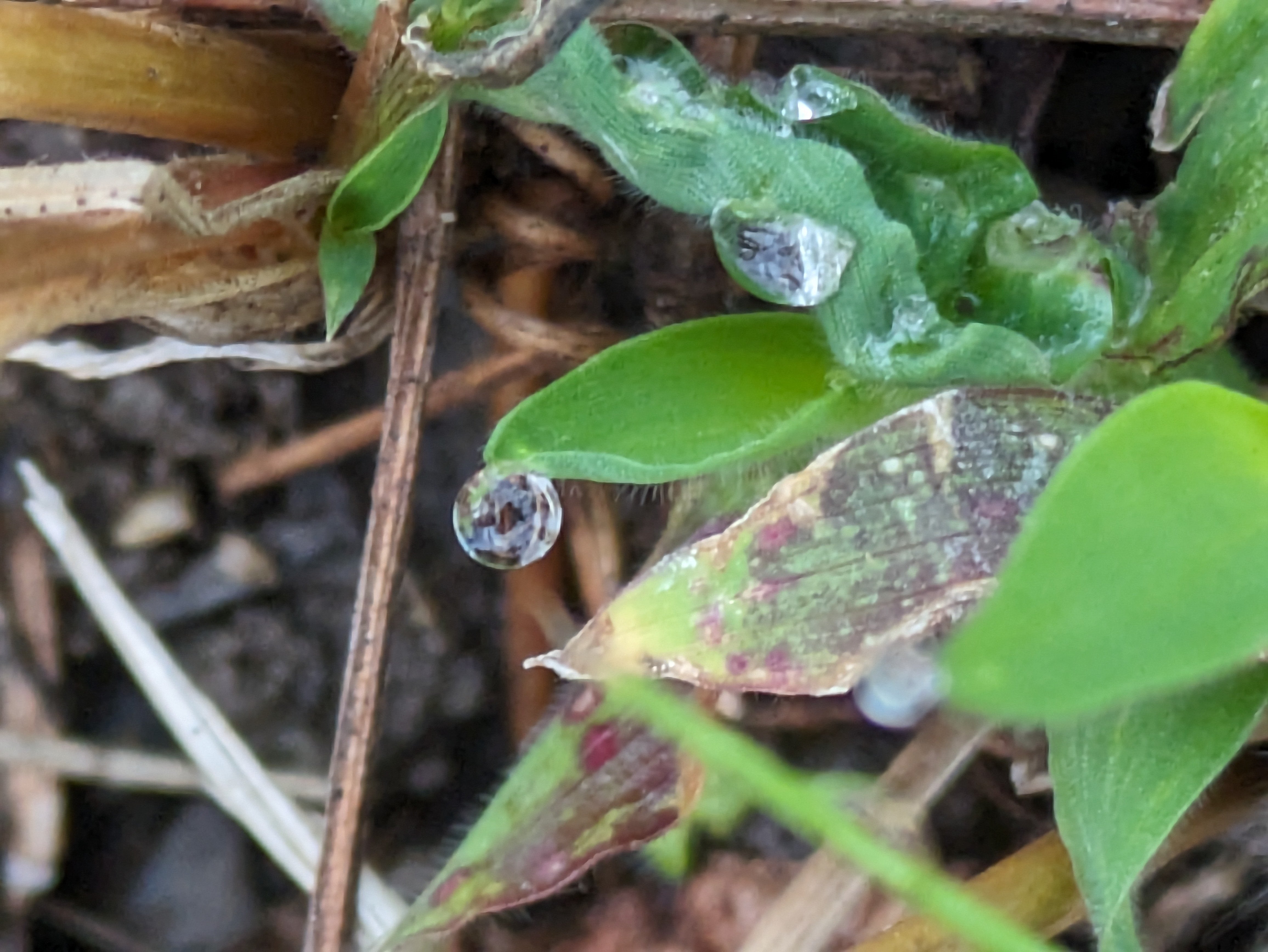 今朝の水滴⑤｜ichiro70