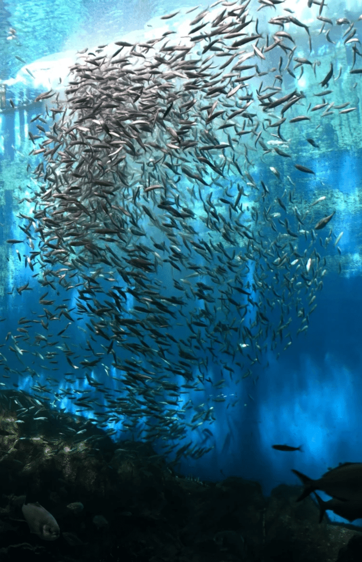 「死」と死後の世界 〈死は存在しない〉パートⅡ💫 矢作直樹著「魂と肉体のゆくえ」を読みながらヌーソロジーも絡めつつ💫💫💫｜TERUTERU