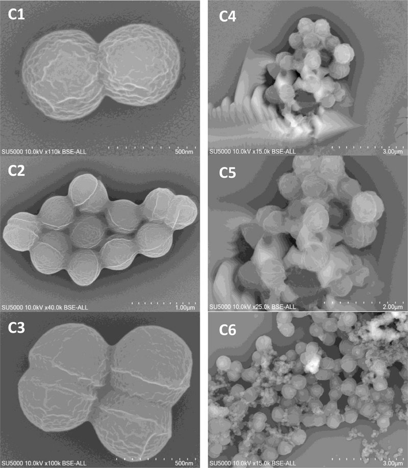 テトラジェノコッカス・ハロフィルス（Tetragenococcus halophilus）ヒト腸内分離株｜哉百名