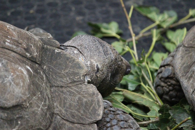野毛山動物園で写真撮影。【CANON EOS KISS X7】｜YASUHIRO SAN