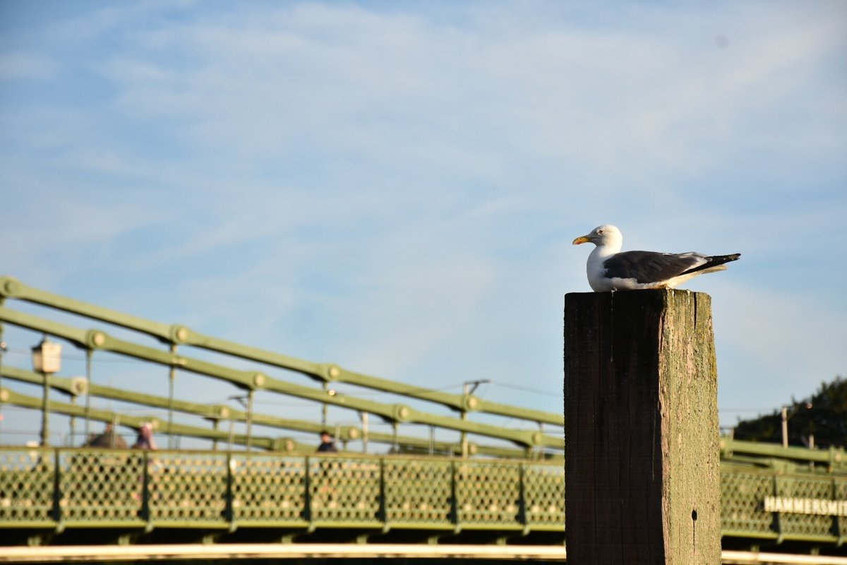 #1【ロンドン旅行】ハマースミスとテムズ川｜toshio