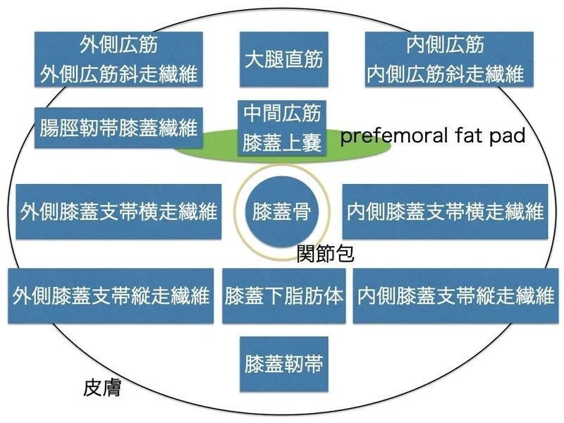 膝のリハビリするならPrefemoral fat padについて知っておこう｜松井 洸@膝初心者から膝の専門家へ