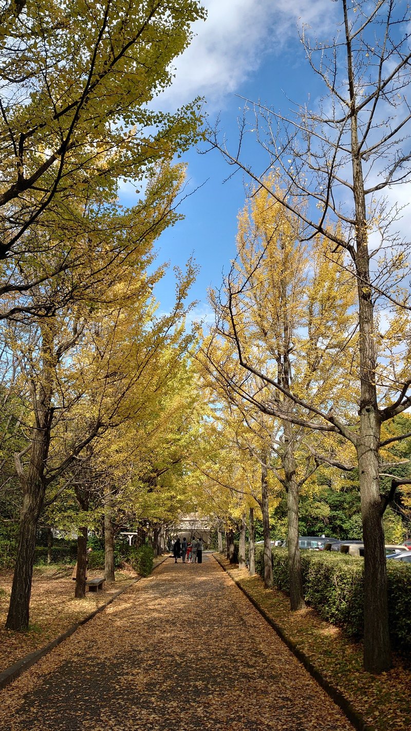 熱田神宮の秋 イチョウと四季桜｜HRSD-note