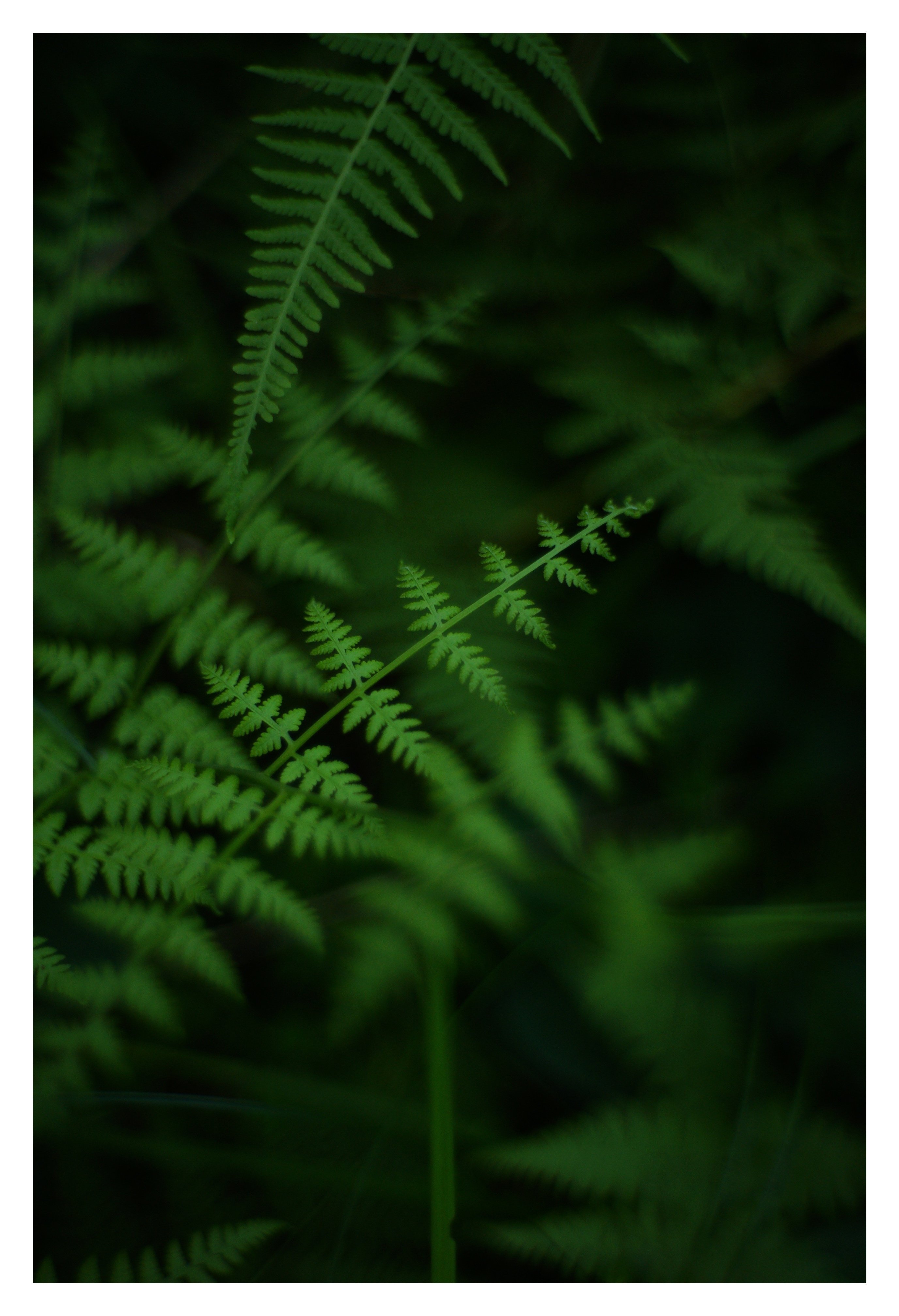 アーカイブ｜shin ikegami