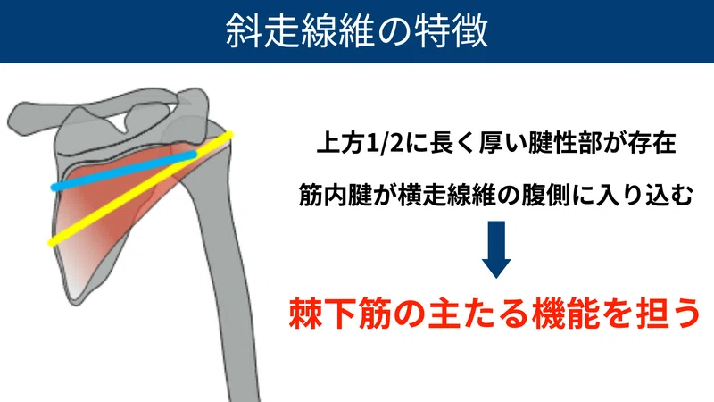 棘下筋の機能解剖と評価・介入｜肩関節機能研究会 郷間