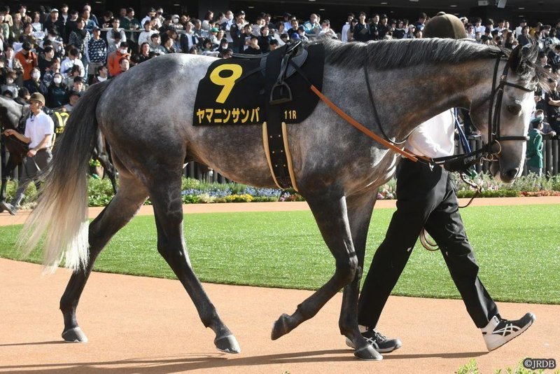 11/18（土） 京都11R アンドロメダS 赤木の予想｜JRDB 競馬アラカルト