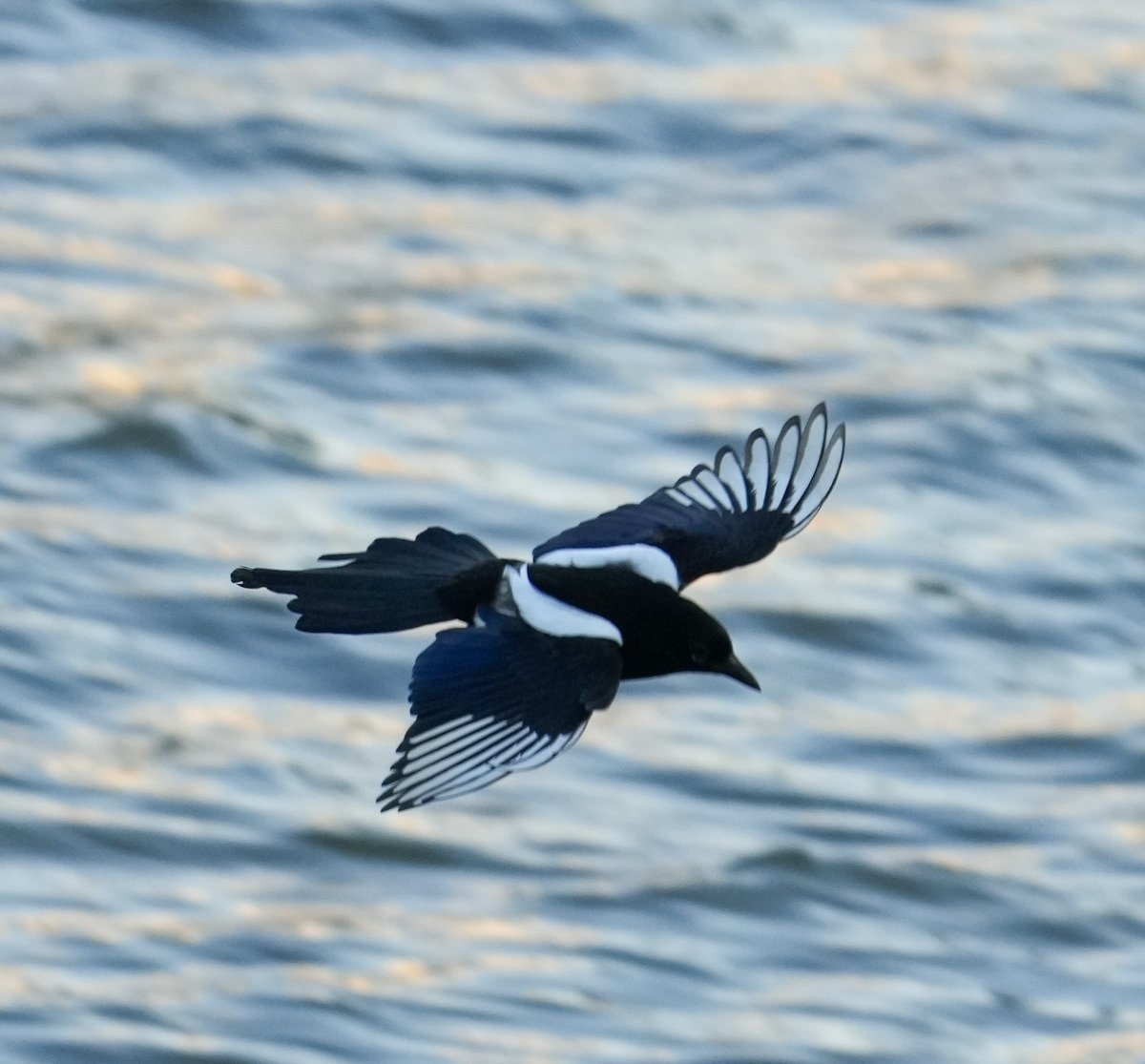 【探鳥】韓国 仁川・松島｜Chacoder