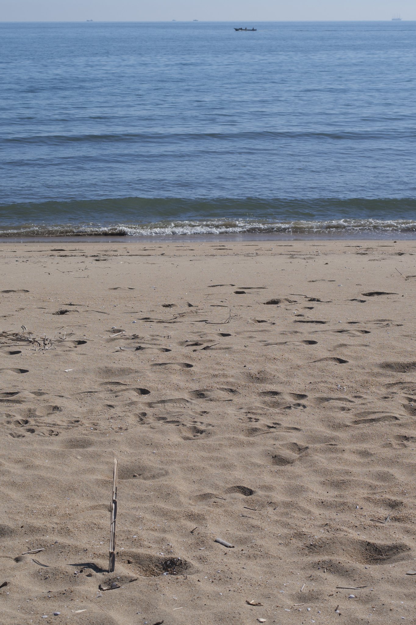 どっちのほうから来て、どっちのほうへ行くんだろう？｜鼻太郎 Toshio Hanatani