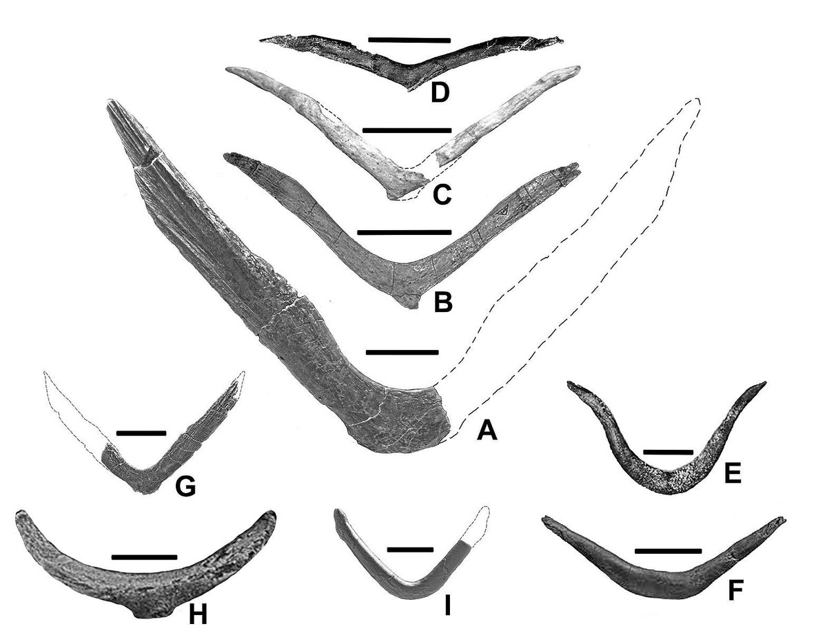 ダコタラプトルの消滅:ダコタの略奪者はキメラか？｜ヤマタノオロチ