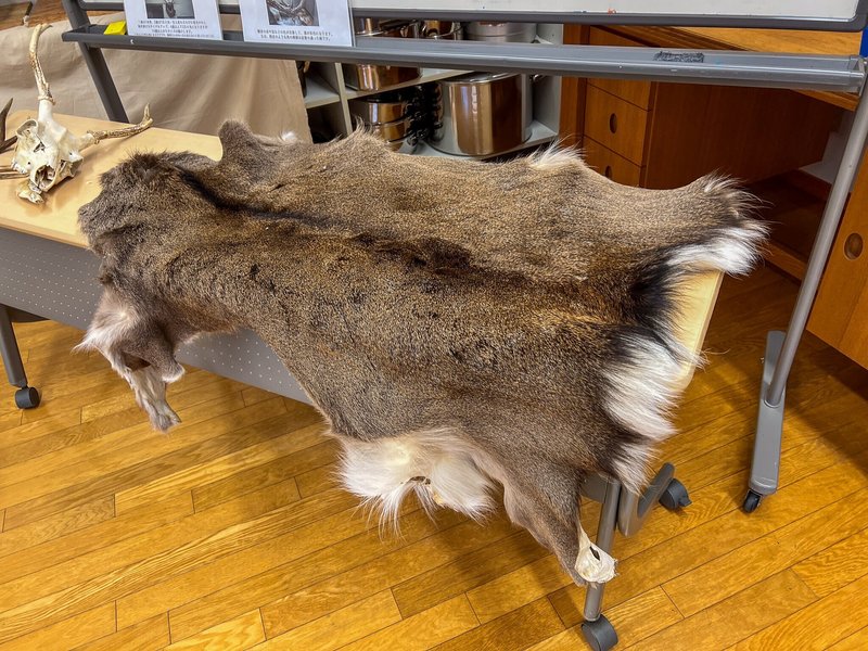 サステナブルなモノづくり 鹿とジビエレザーのこと｜革工房 CraftLab.Rin