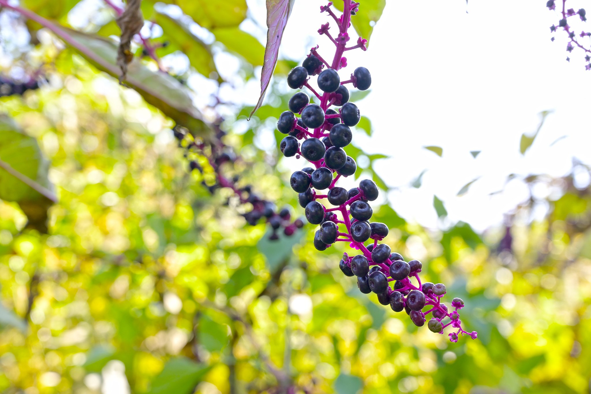 20231128の散歩｜team_ueno