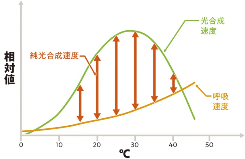 収量を最大にする植物生理学 光 農業大好き 小川隆宏