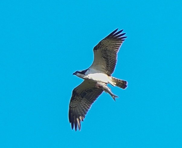 【野鳥】12月2日探鳥｜Chacoder