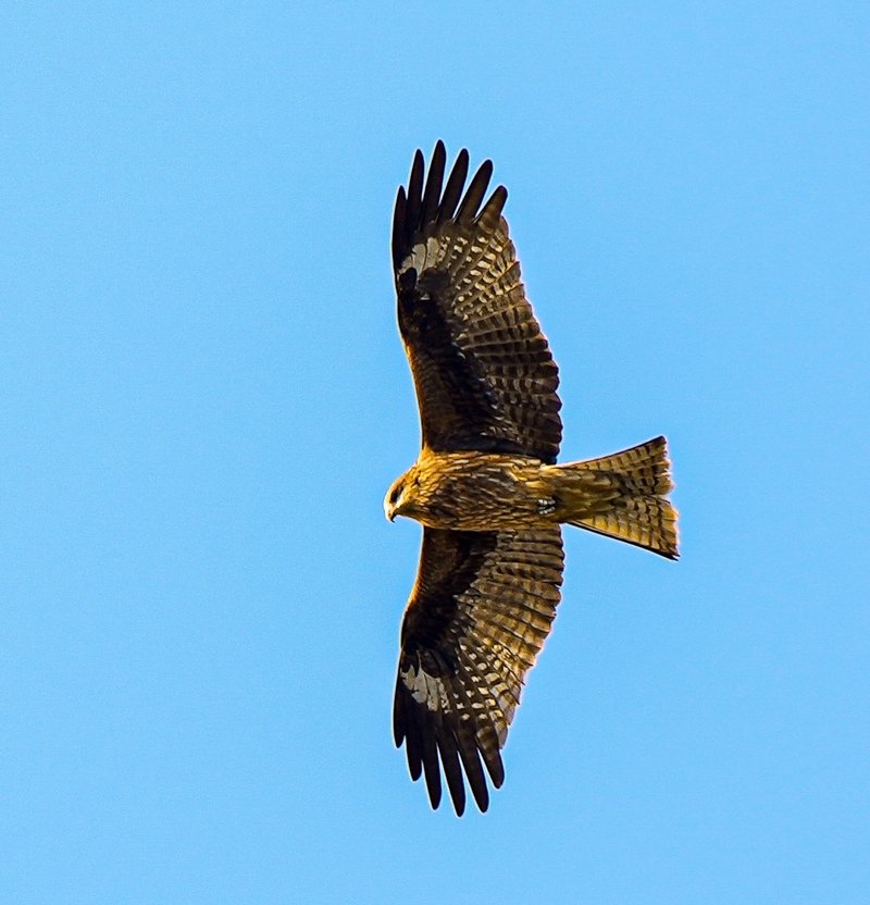 【野鳥】12月2日探鳥｜Chacoder