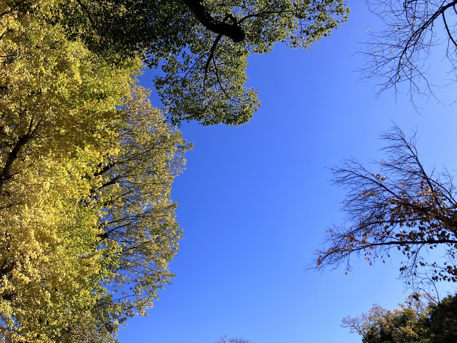 澄み切った青空｜ichi LABO