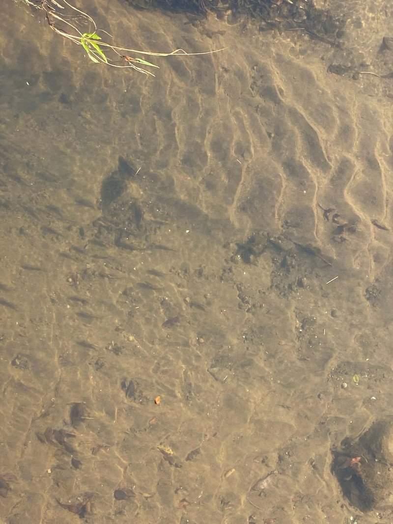 【MTB】千葉県人による本当におススメな千葉のサイクリングコース「総武本線の秘境駅、南酒々井周辺グラベルライド」｜Shisui281