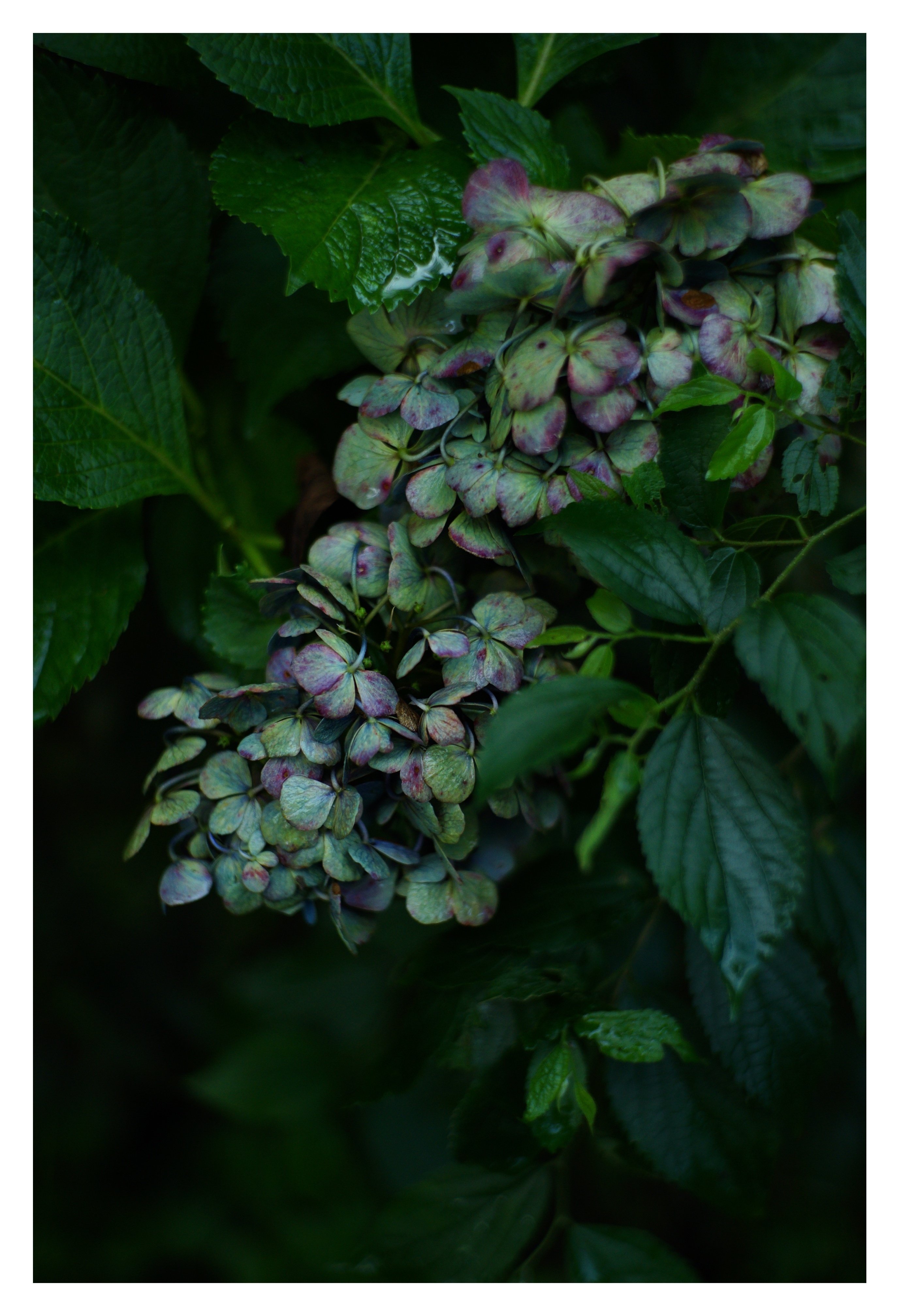 アーカイブ｜shin ikegami