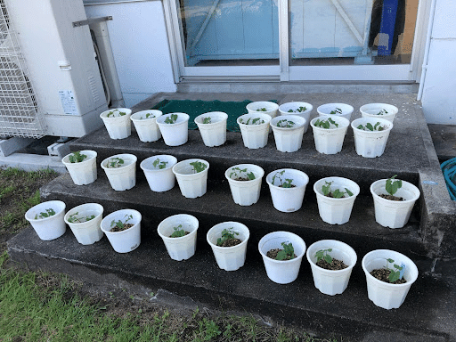 理科観察実験アシスタントとして働いてみて｜JAAS教育対話促進プロジェクト