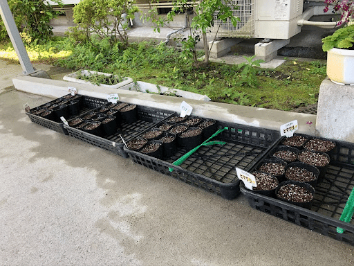 理科観察実験アシスタントとして働いてみて｜JAAS教育対話促進プロジェクト