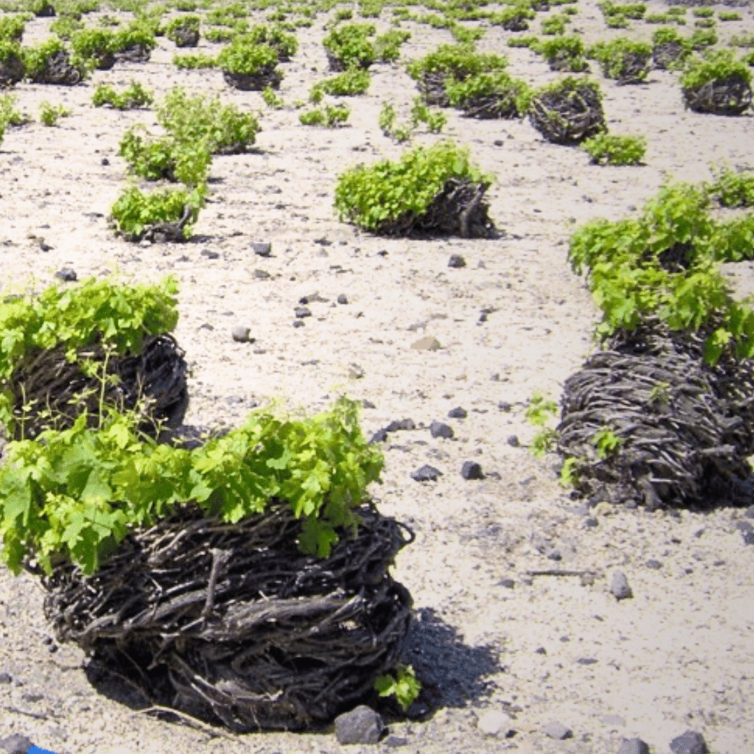 アシルティコ｜AlcotradeTrust