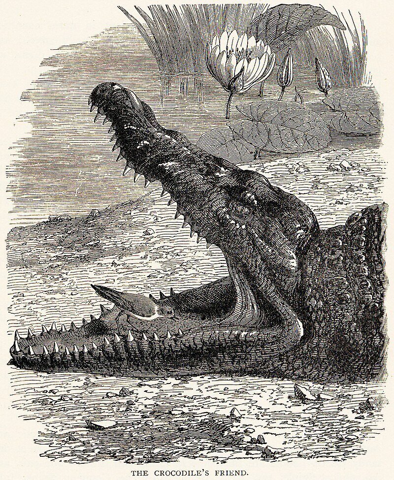 【リバース1999】トゥースフェアリーやイベントの元ネタについて【元ネタ徹底解説＆考察】｜ИOVA