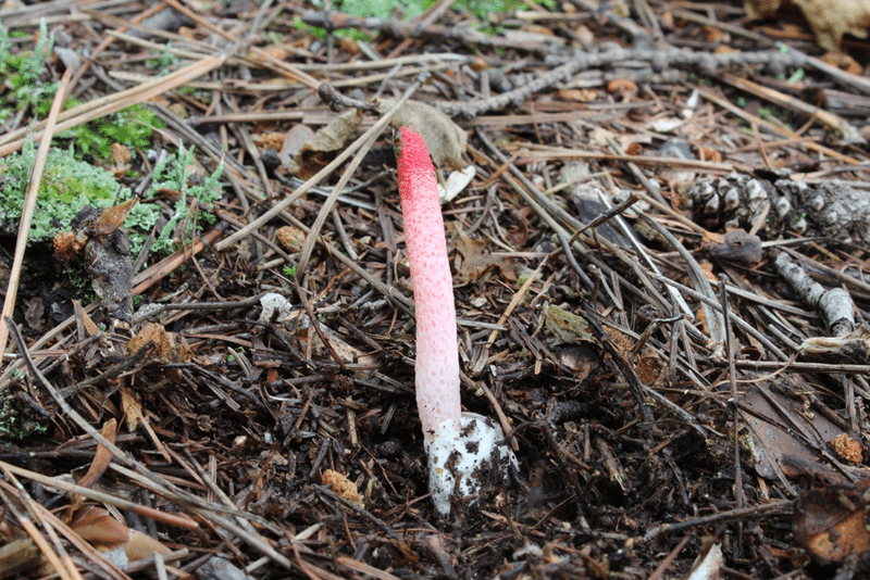 きつねと傘ときのこと-Standard Japanese Name- ｜K.japonica(SCP-2511)