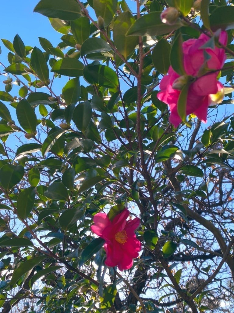 ある日の在宅への訪問フットケア｜阿邊里恵_rie abe