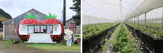 みんな幸せ♡この冬、わざわざ行きたい熊本・鹿児島・宮崎とっておきの「いちご狩り」5選｜Hugmeg公式note