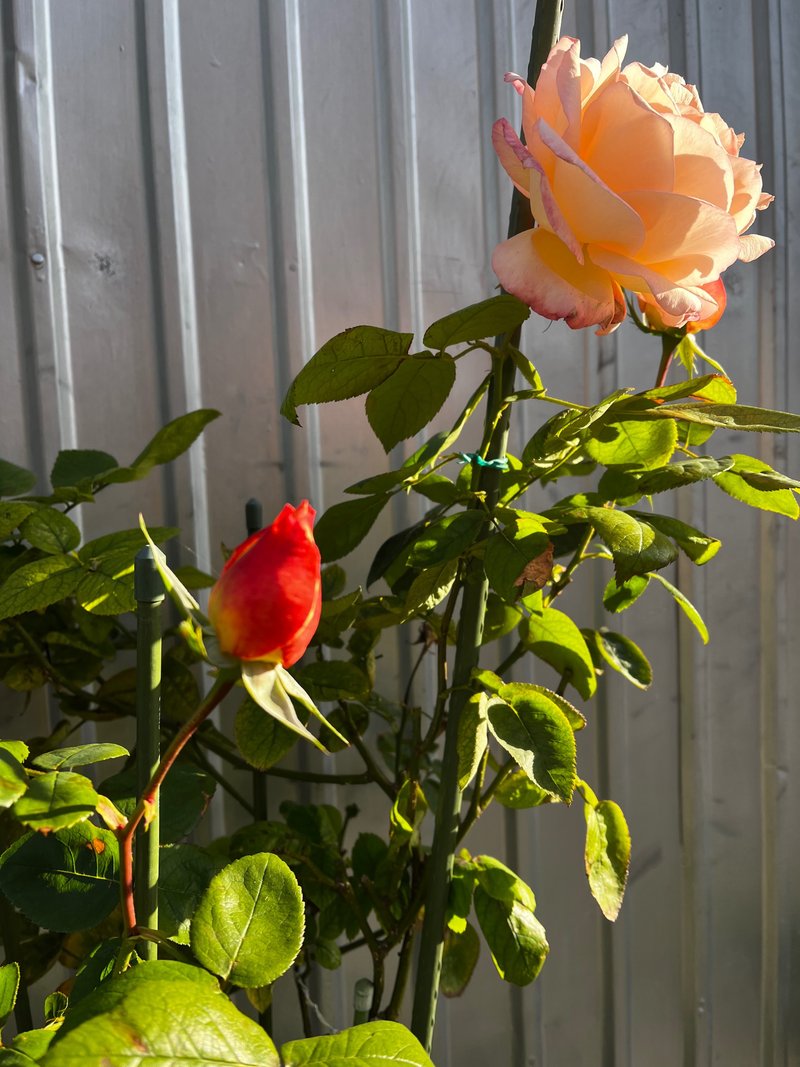 【1000の日々】971/1000｜miki tsukada｜人がアートと出会う場を整える