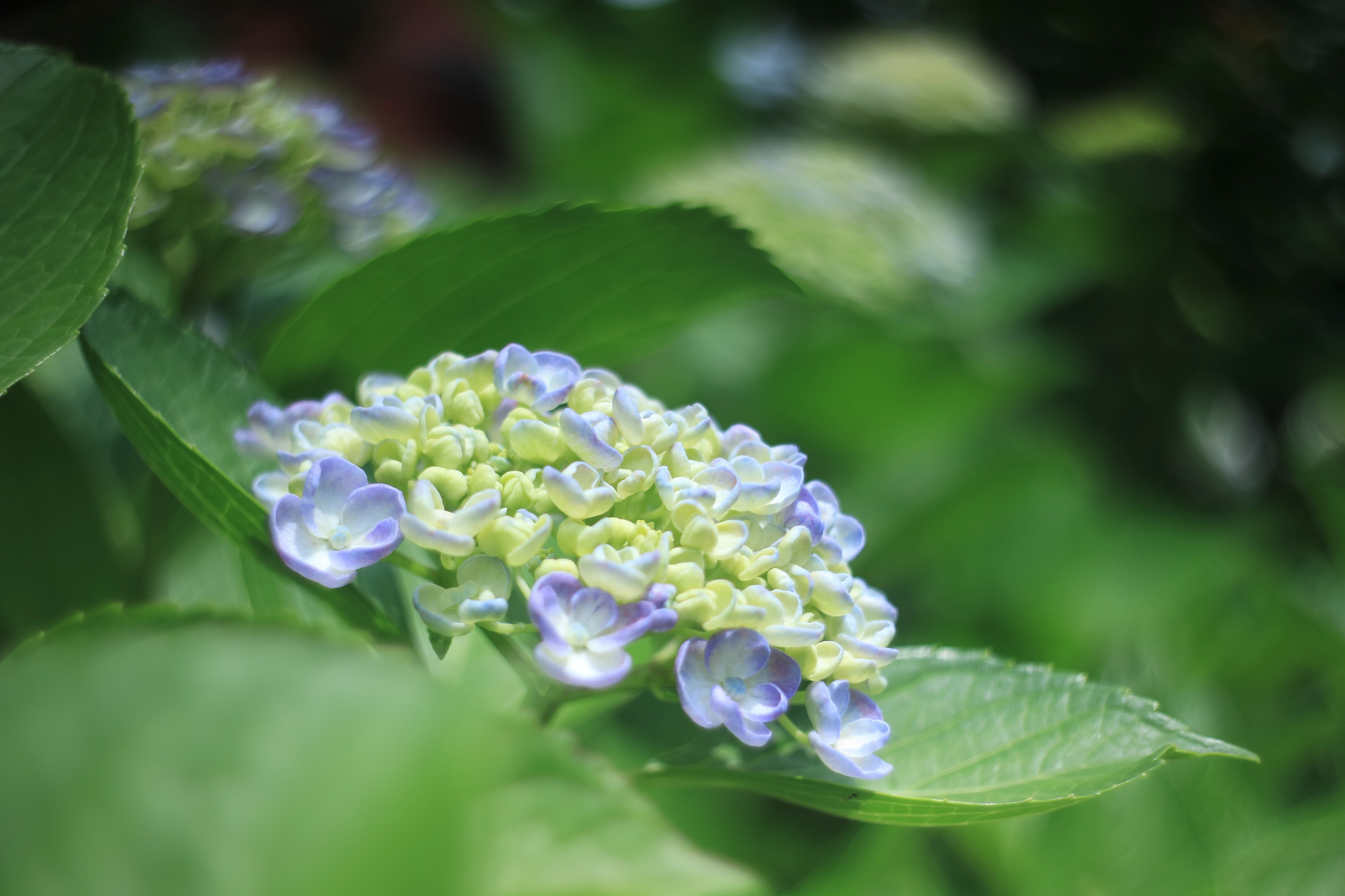 ヘリオス33 35ミリ F2｜一花幻