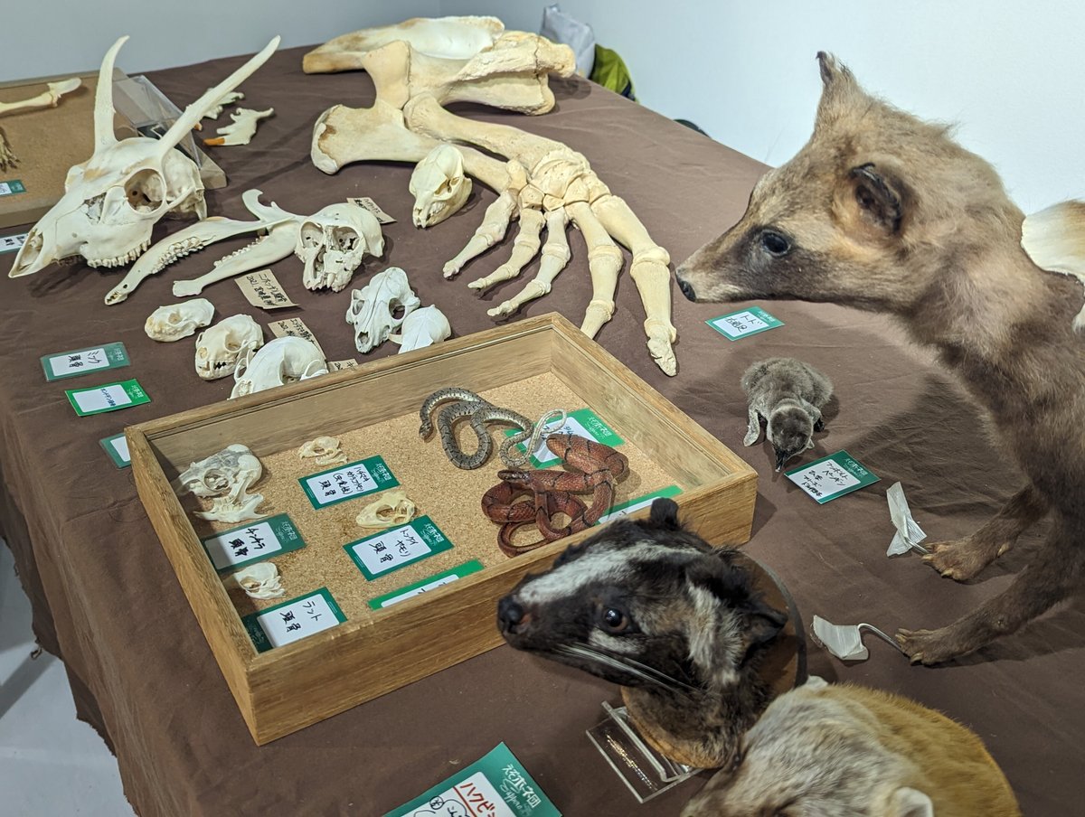 ホネ活｜Dala Space ひろこ