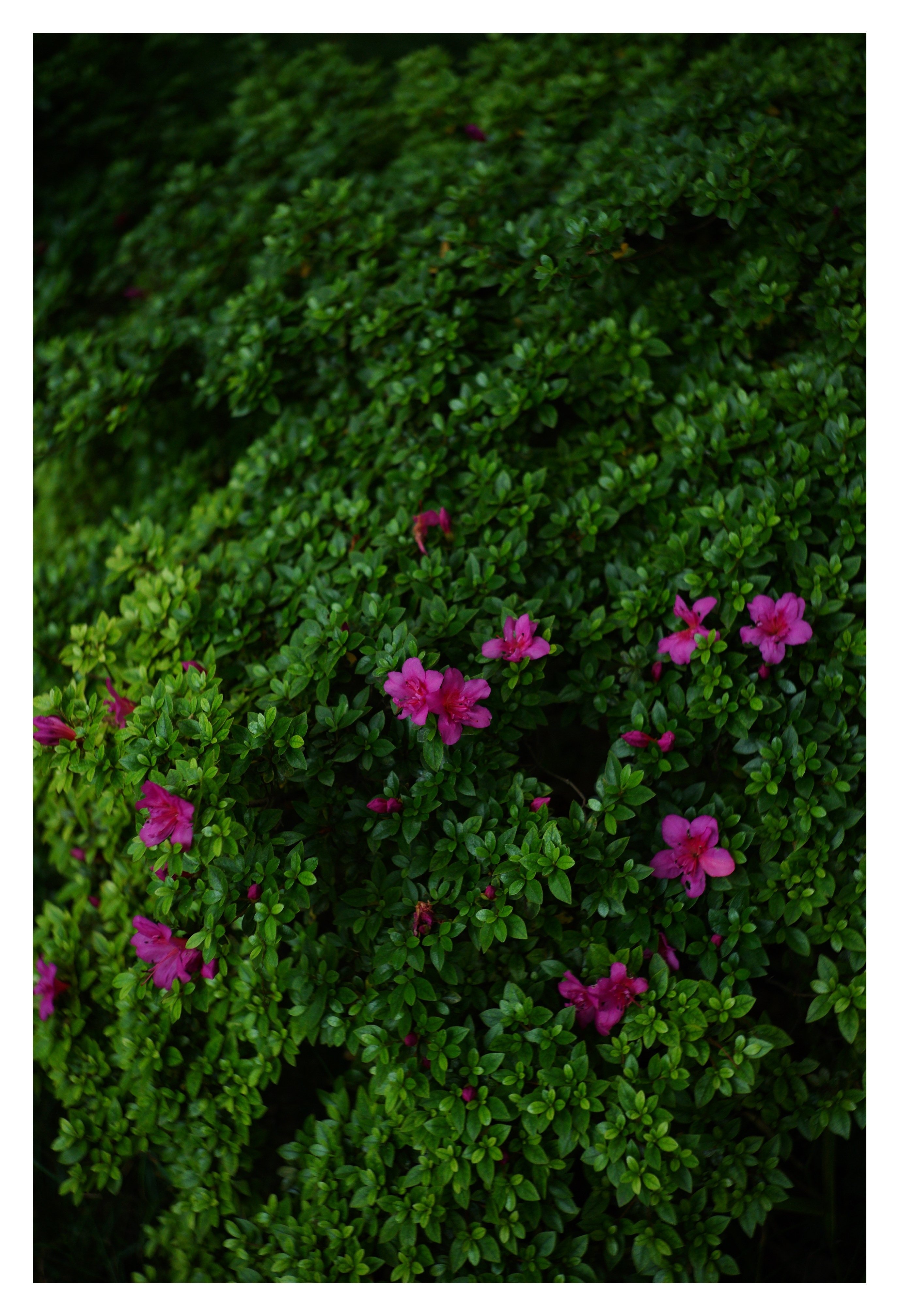 アーカイブ｜shin ikegami