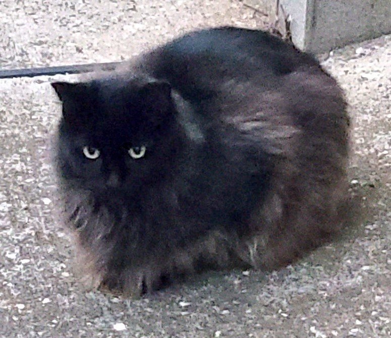 ねこ溜まった18｜ユウキ・ミズハラ（ADVANCE）