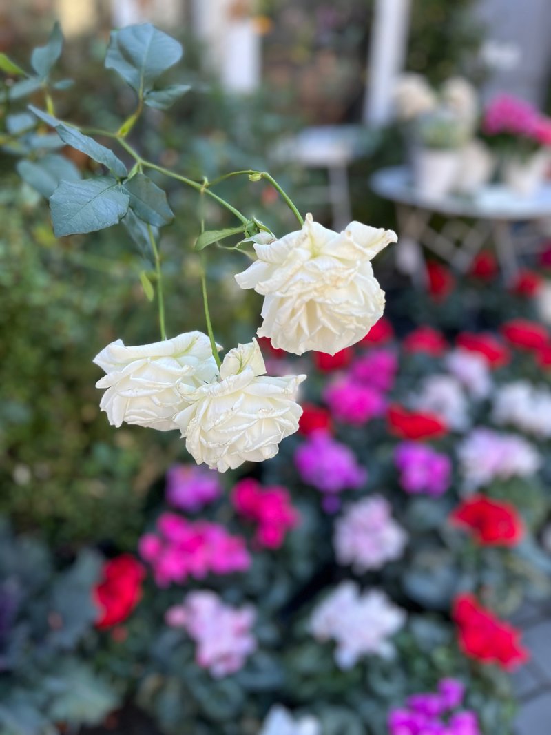 【1000の日々】968/1000｜miki tsukada｜人がアートと出会う場を整える