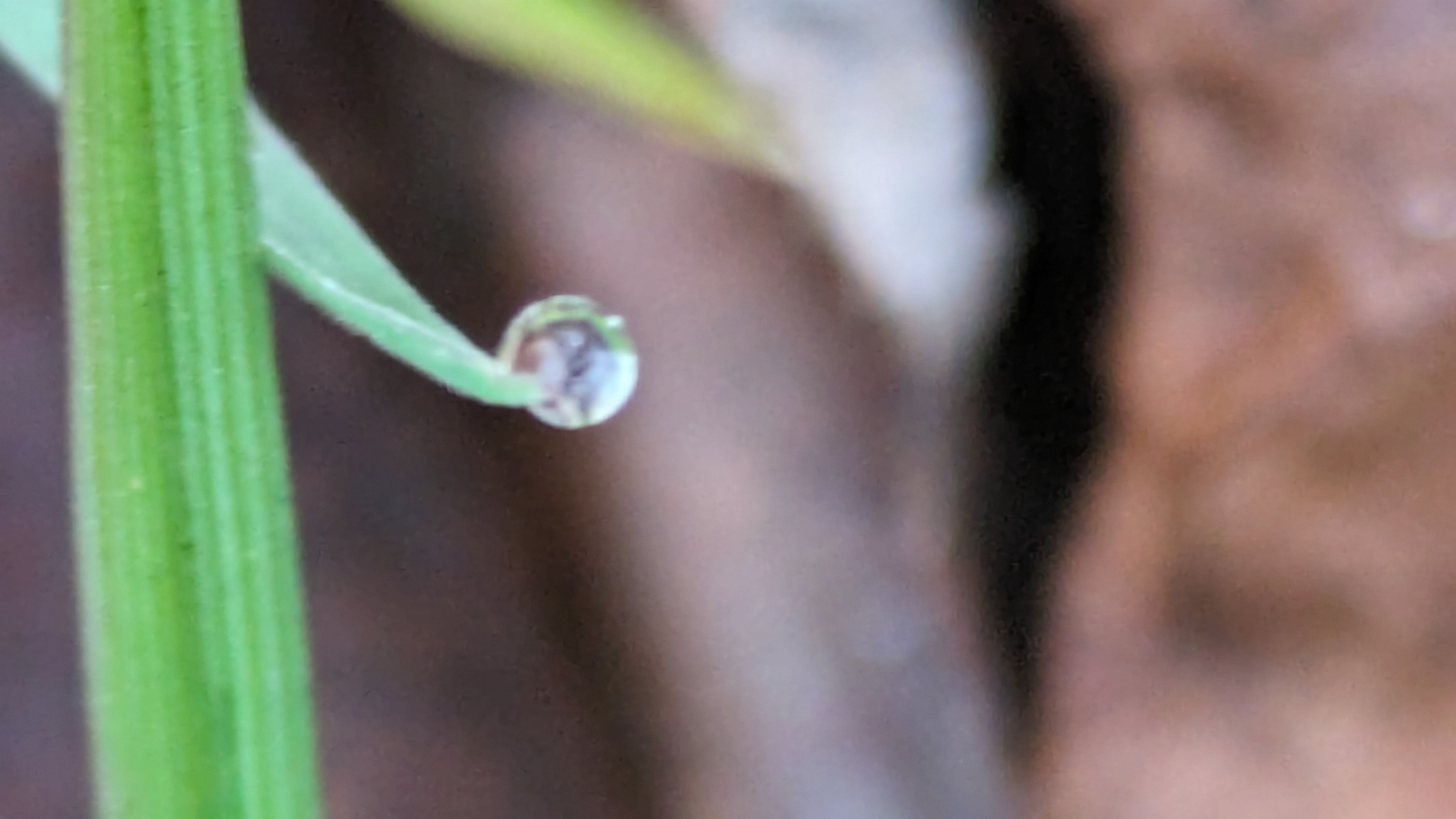 今朝の水滴②｜ichiro70