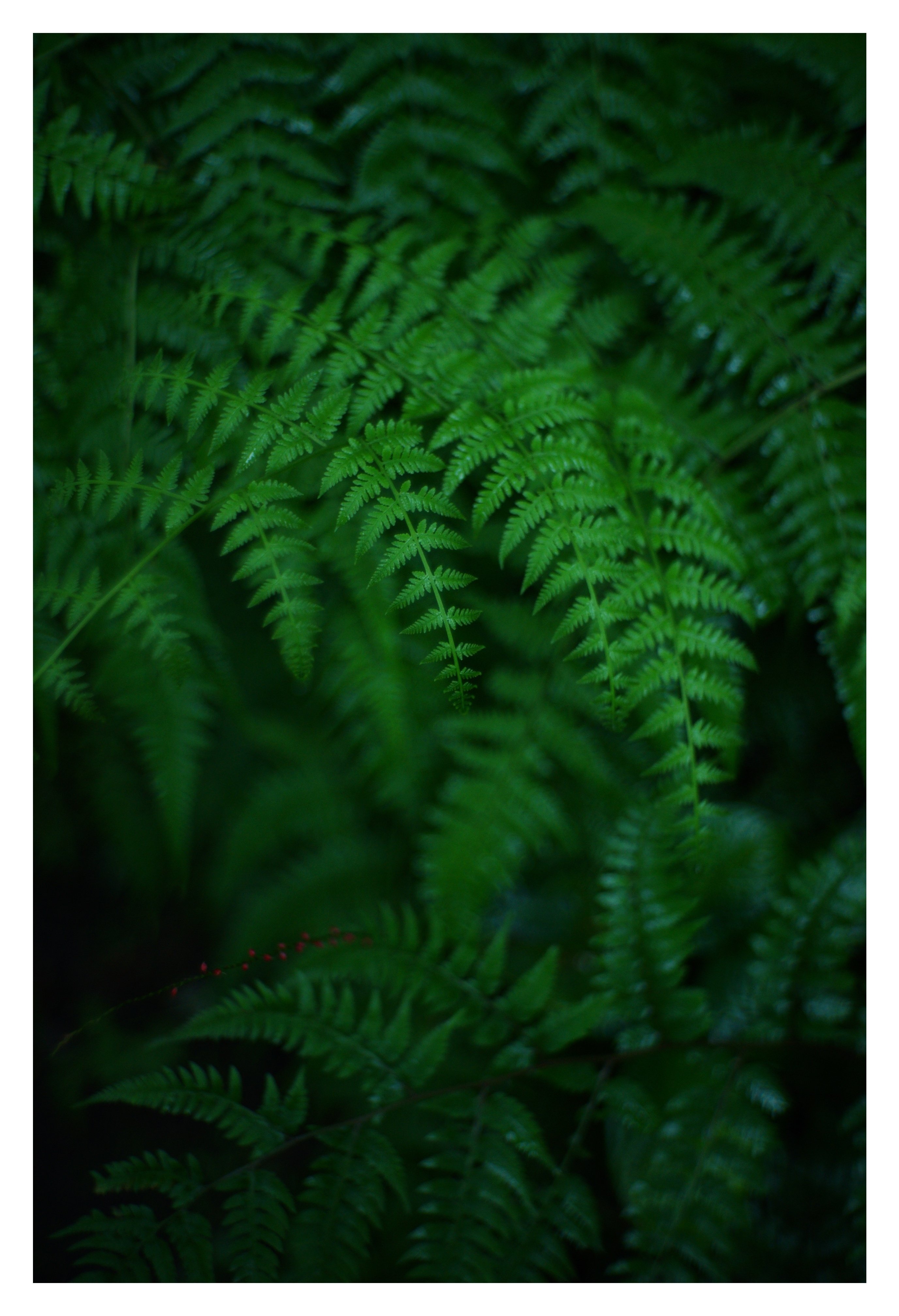 アーカイブ｜shin ikegami