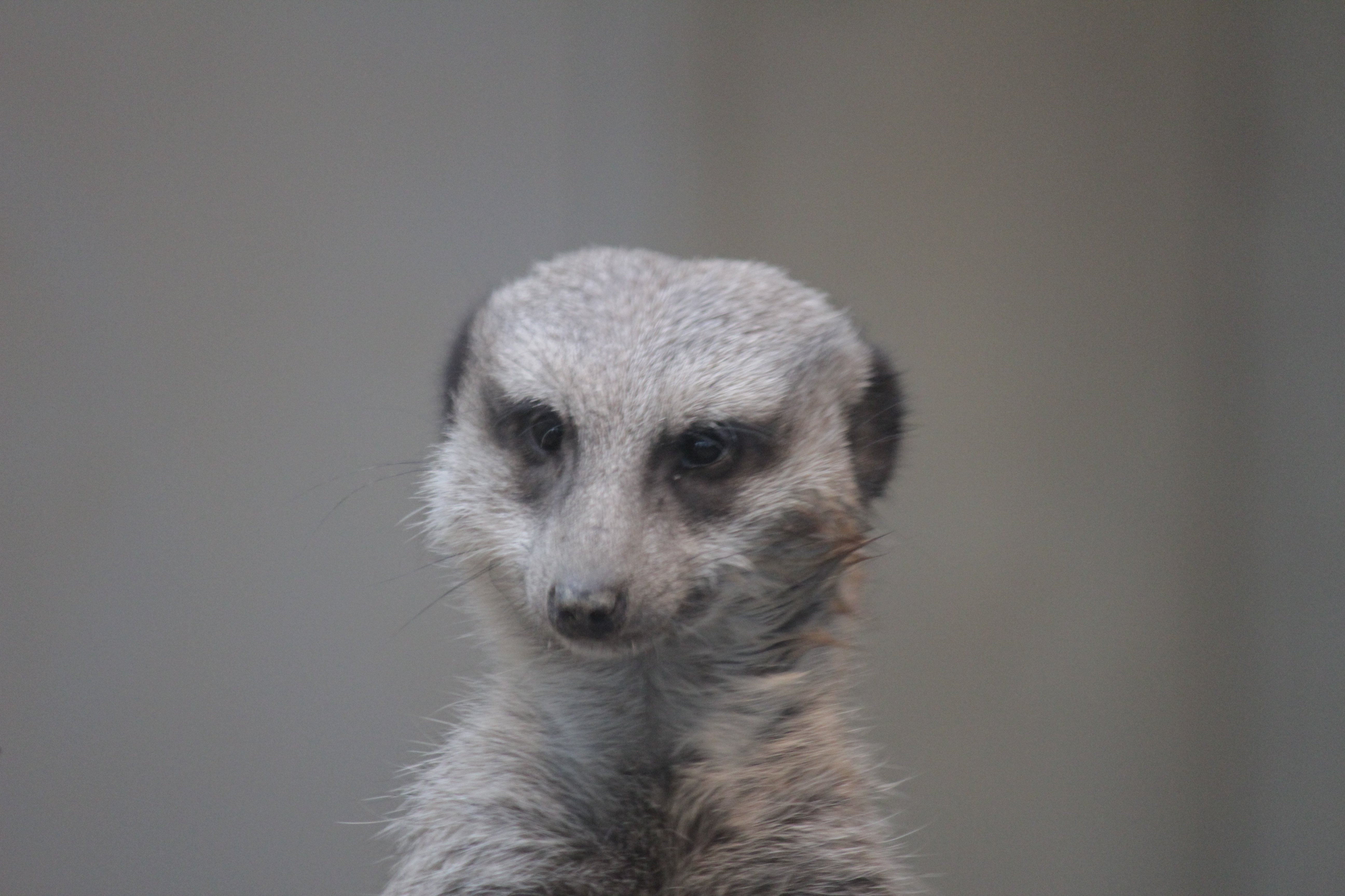 写真＠円山動物園 #1｜toshio