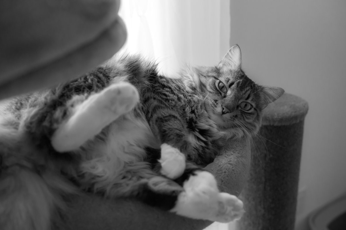 Zfを買いました｜helloryuji