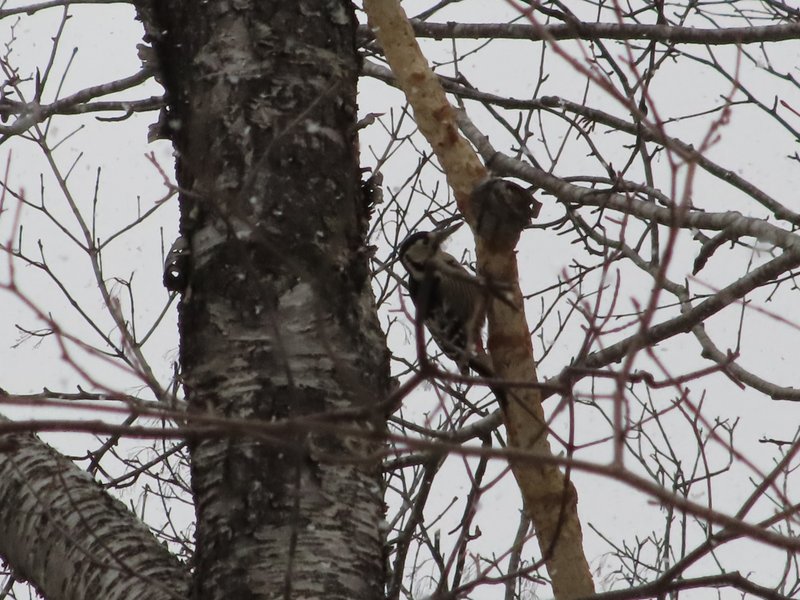 山行記録：紋別岳（R6.1.2）｜kakbock（登山社労士）