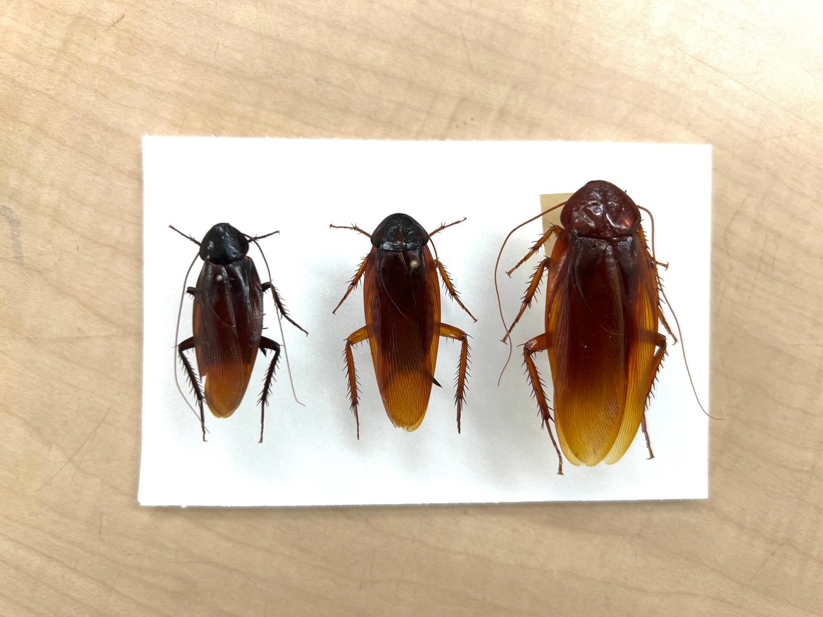 巨大な新種ゴキブリ ダイオウゴキブリ発見記｜竜洋昆虫自然観察公園