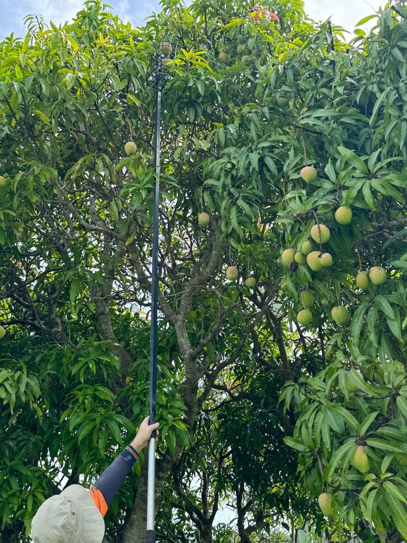 マンゴーの収穫｜Muff Hiro