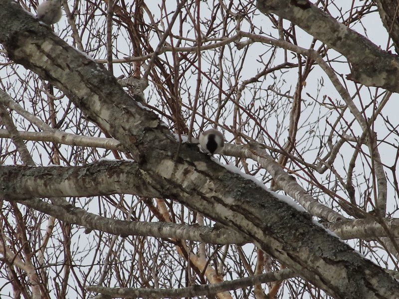 山行記録：盤渓山（R6.1.6）｜kakbock（登山社労士）