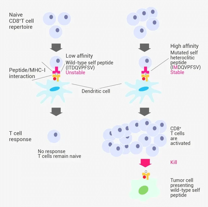 What are the advantages of peptide drugs and what are the current types ...