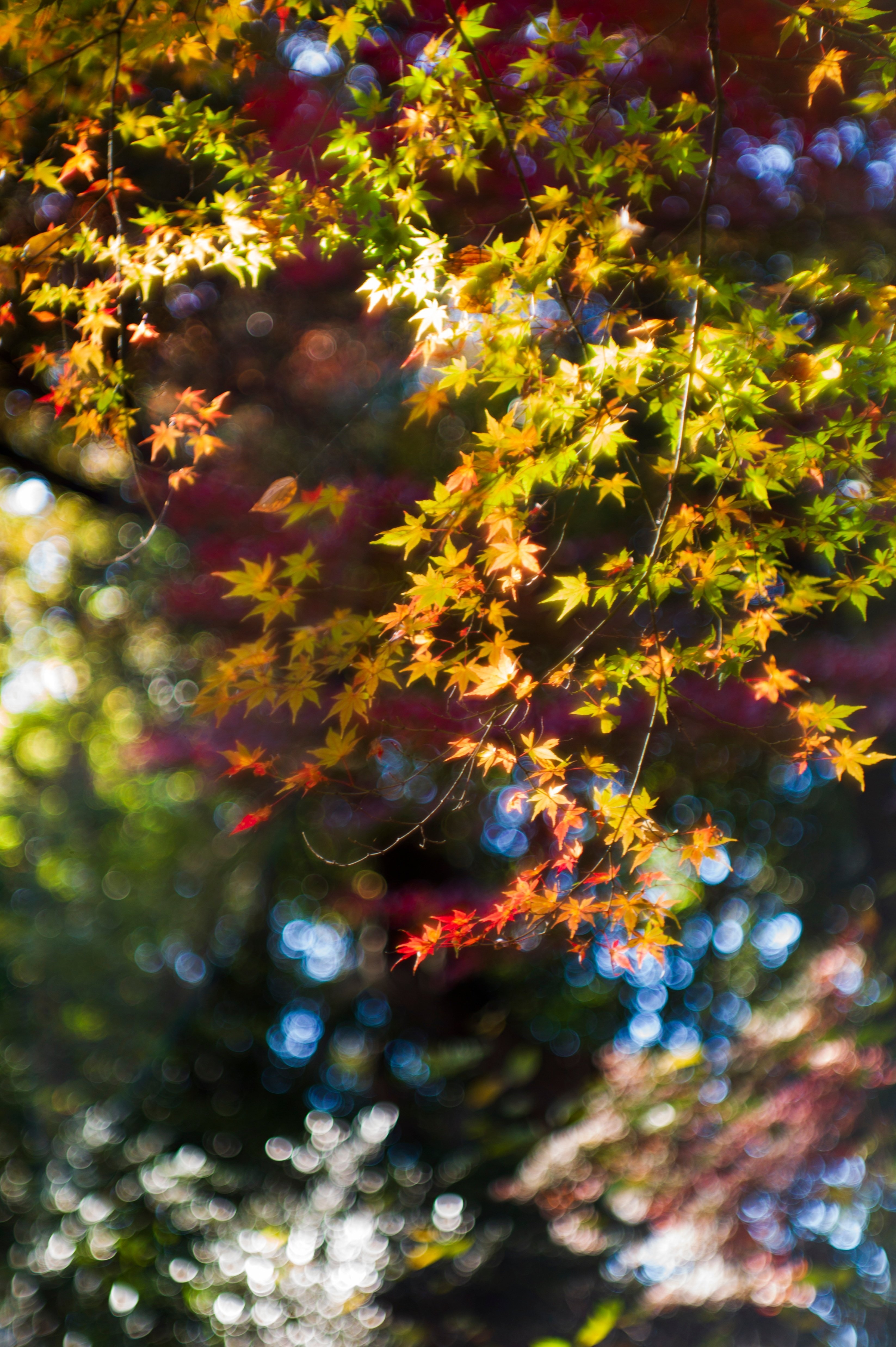 LeicaとKodak、最後の煌めき。 『Leica M-E(typ220)』|masato LeicaとKodak、最後の煌めき。 『Leica M-E(typ220)』|masato
