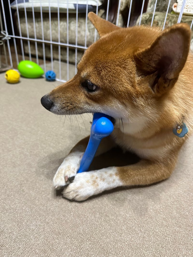 こなつチャンネル(56)スティックのオモチャ｜NicePapa 平野 尚志