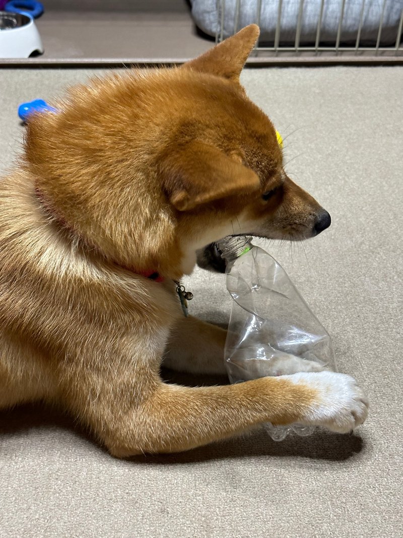 こなつチャンネル(56)スティックのオモチャ｜NicePapa 平野 尚志