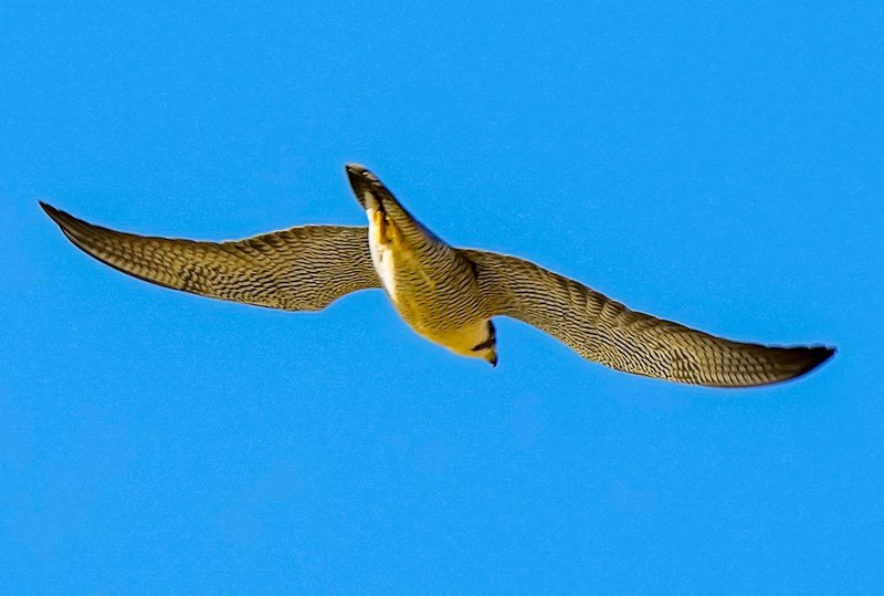 【野鳥】1月8日探鳥｜Chacoder