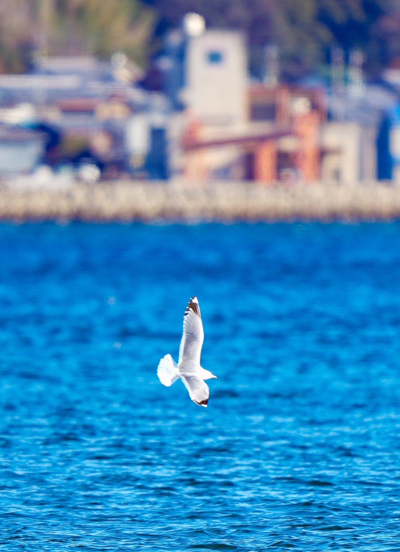 【野鳥】1月8日探鳥｜Chacoder