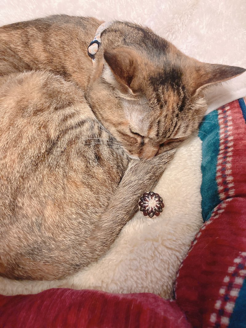 あなたの猫ちゃんは何色ですか？｜ゆりてまり