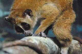 レッサースローロリス Lesser Slow Loris｜M_ayumi